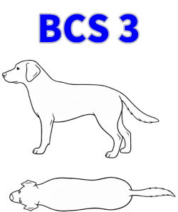 お店のコラム 犬の無添加おやつ専門店 ペットロジー